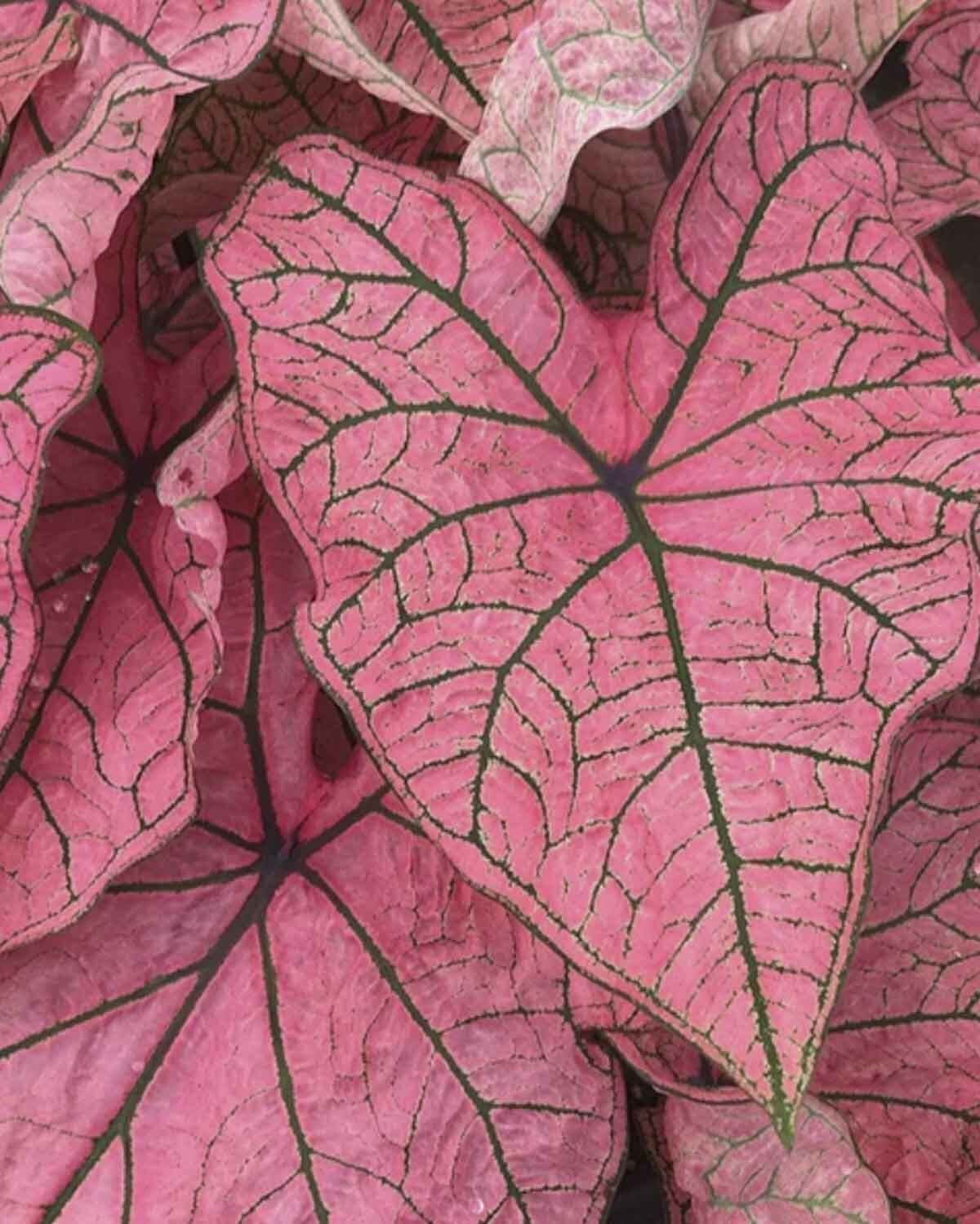 Caladium 'Spring Fling' (hlíza) - Džungla Plants