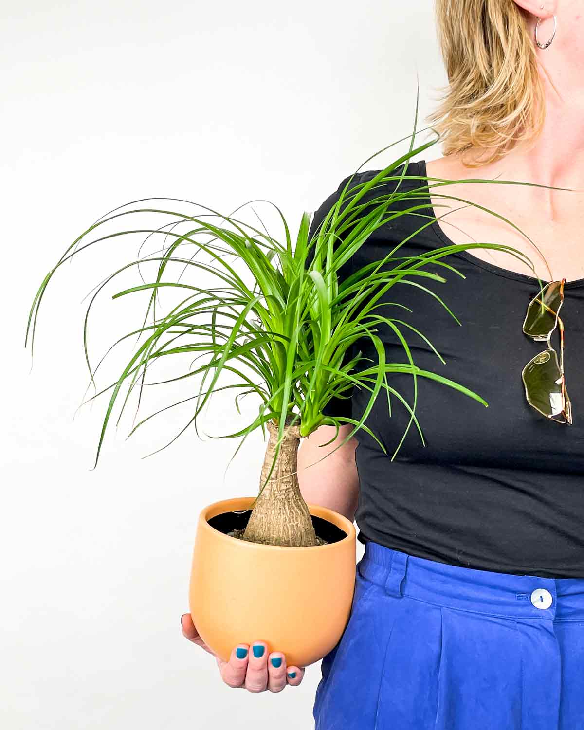 Nolina ,,Sloní noha" (Beaucarnea recurvata) (M) - Džungla Plants