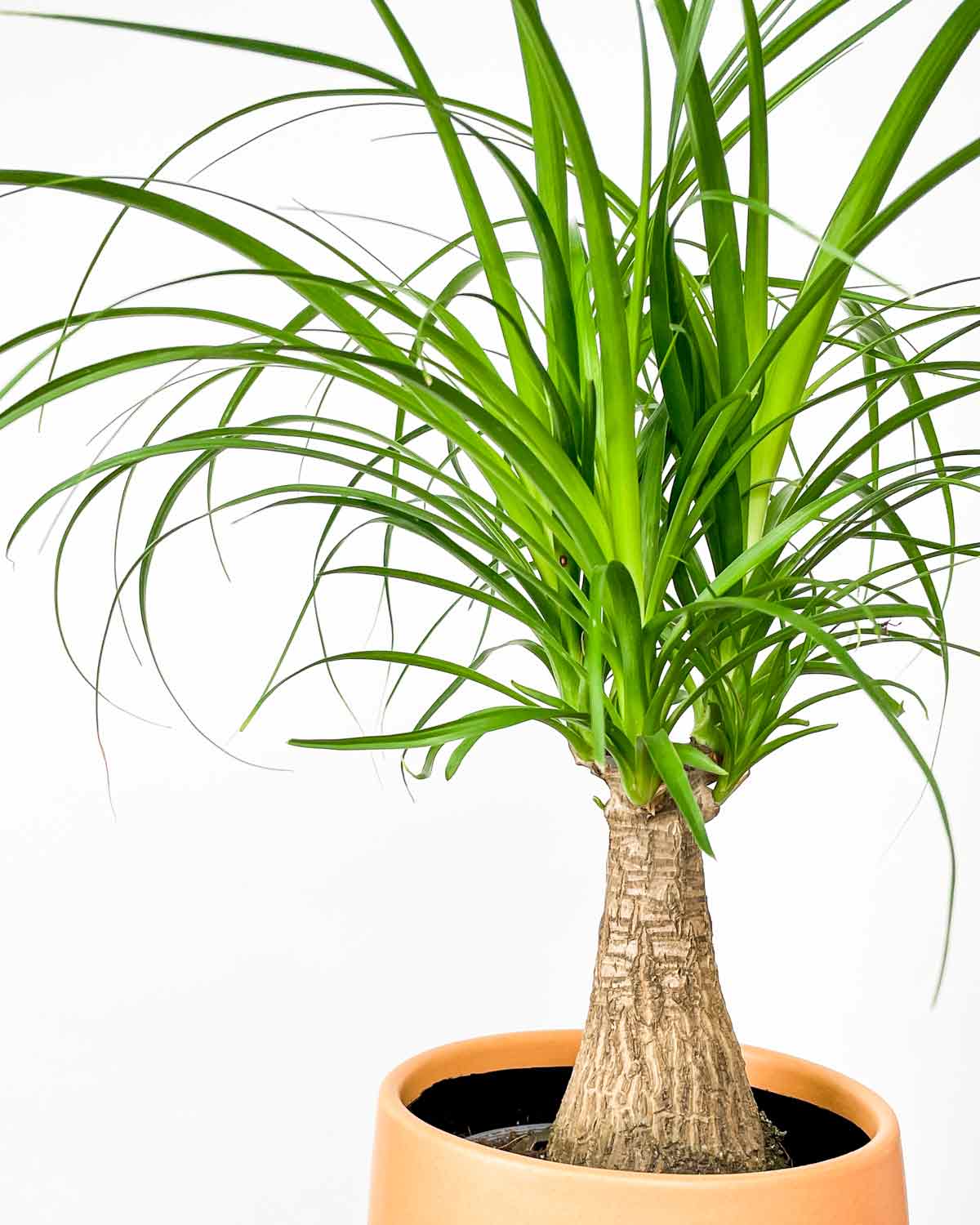 Nolina ,,Sloní noha" (Beaucarnea recurvata) (M) - Džungla Plants