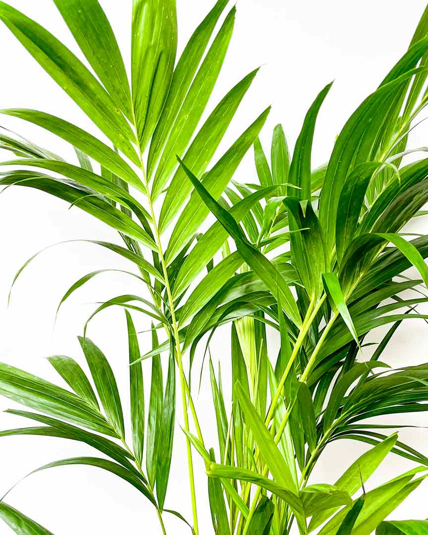 Palma vánoční (Adonidia merrillii) (XL) - Džungla Plants