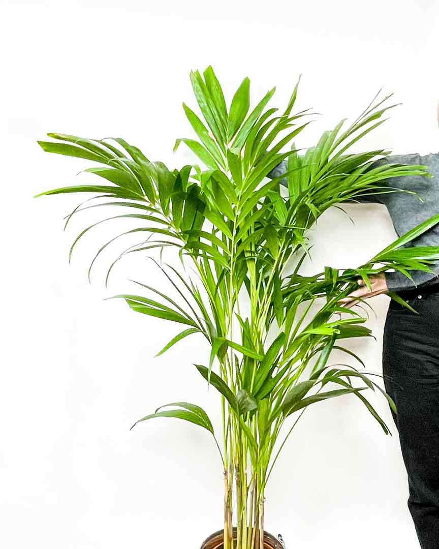 Palma vánoční (Adonidia merrillii) (XL) - Džungla Plants