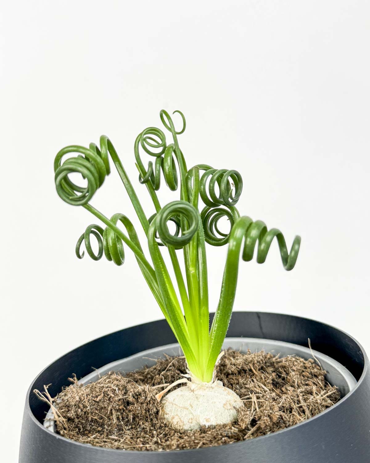 Albuca spiralis (M) - Džungla Plants