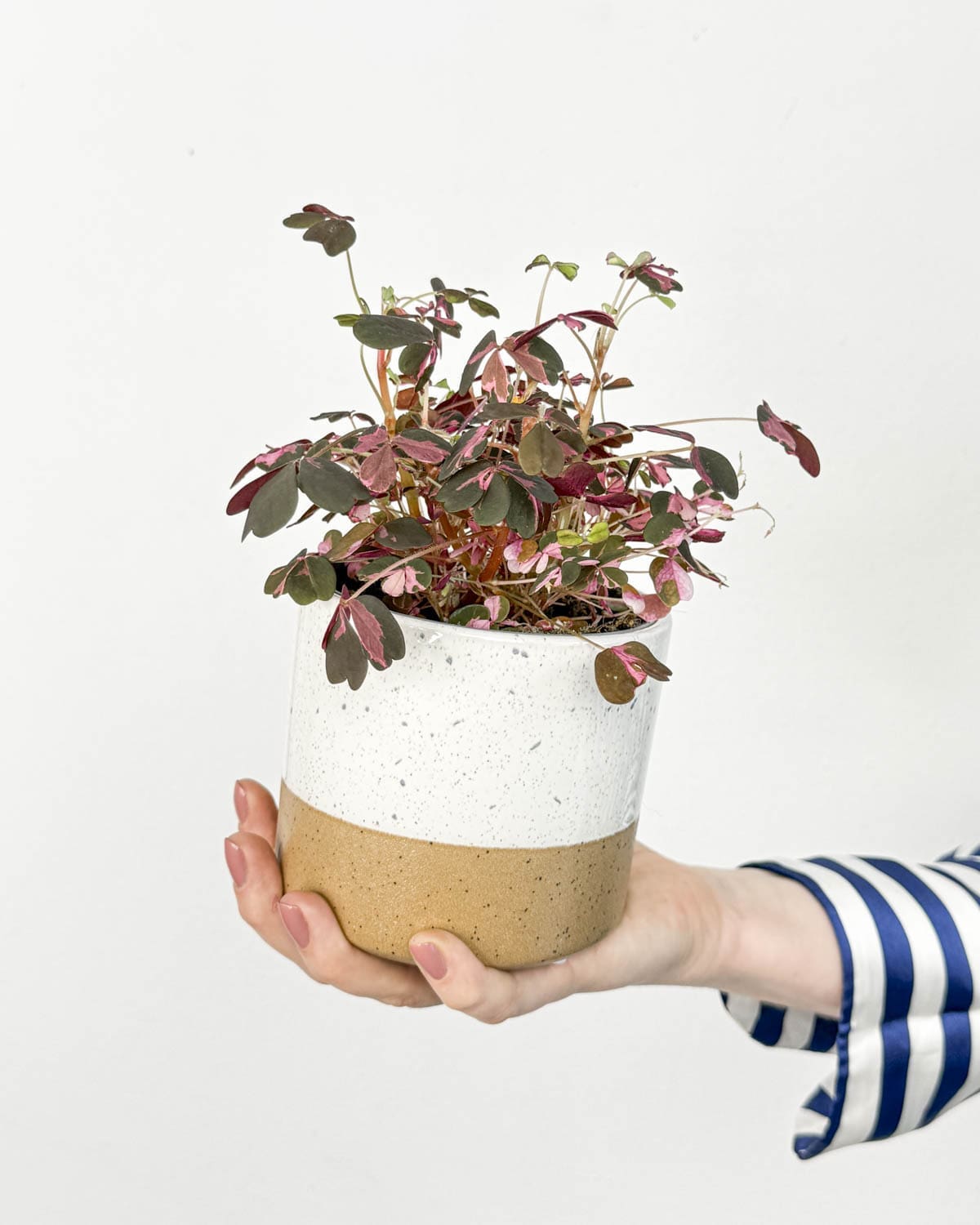 Falešná Jetel 'Vulcan Pink' (Oxalis triangularis) (S) - Džungla Plants