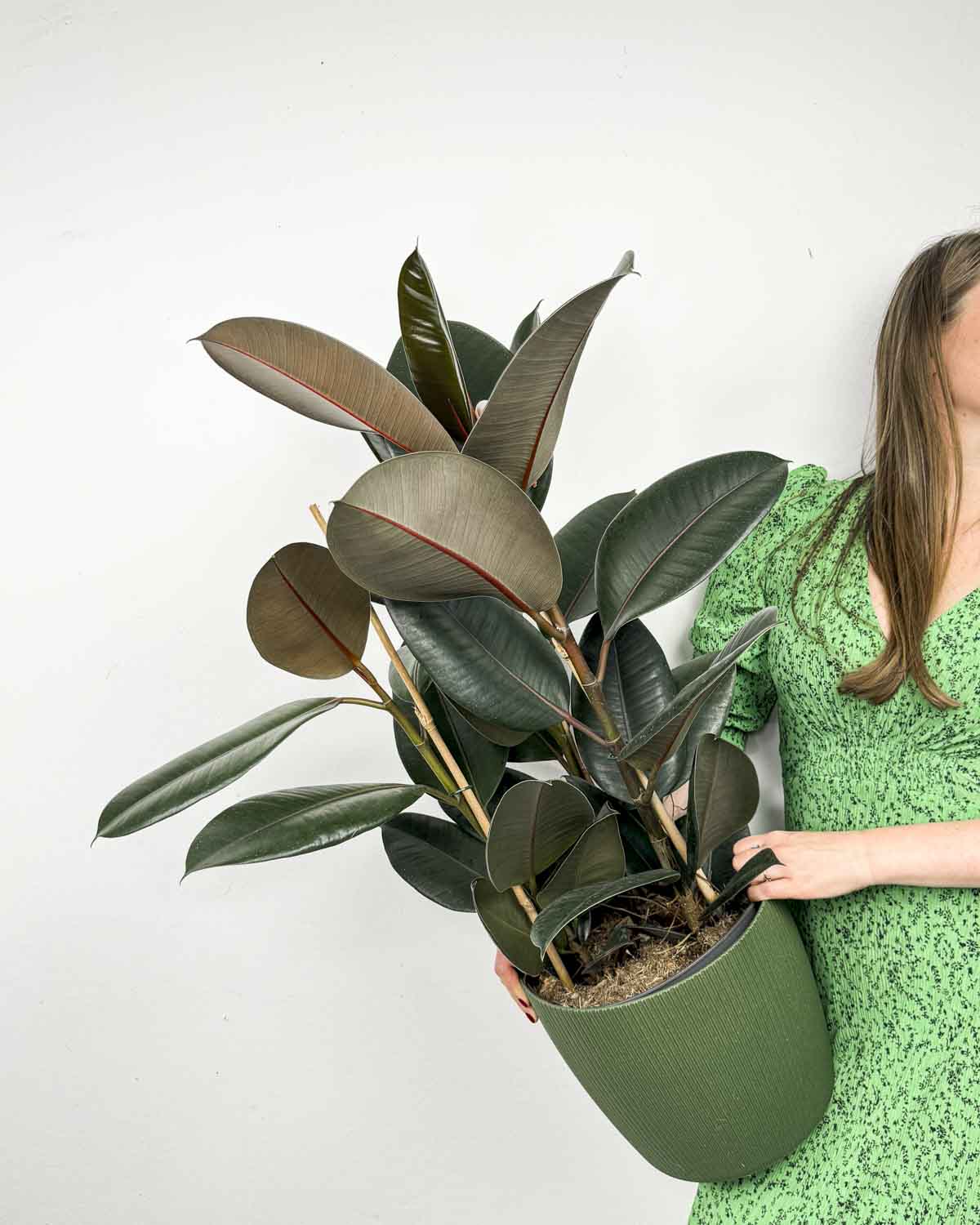 Ficus elastica 'Abidjan' (XXL) - Džungla Plants