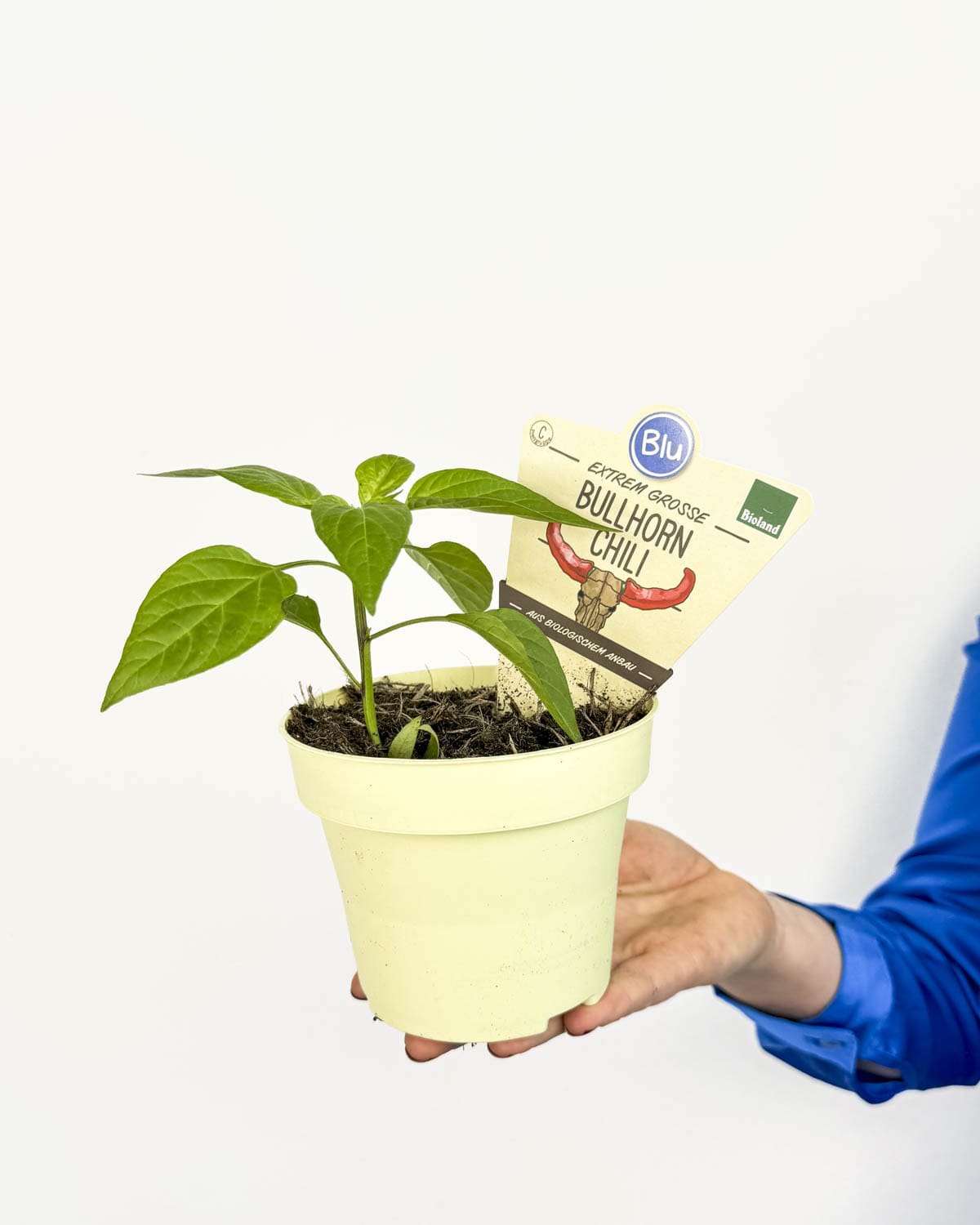 Paprika setá (Capiscum annuum) (M) - Džungla Plants