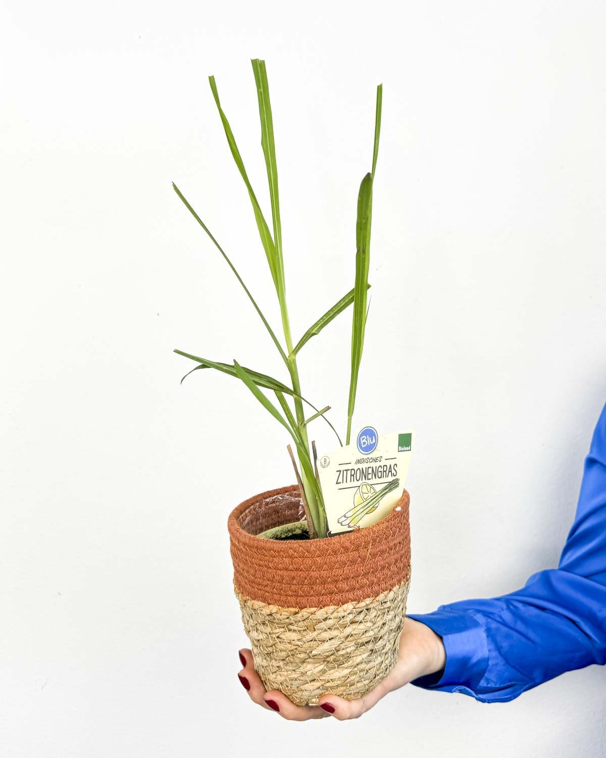 Citrónová tráva (Cymbopogon citratus) (M) - Džungla Plants