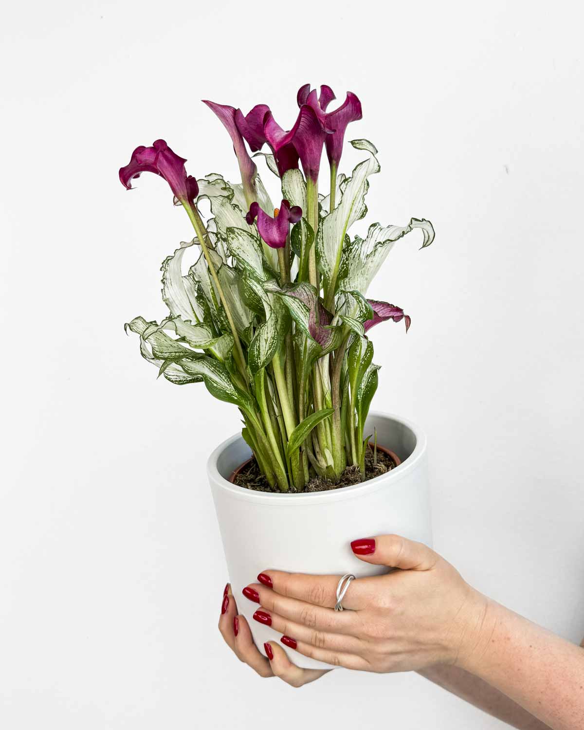 Kala 'Frozen Queen' (Zantedeschia) (M) - Džungla Plants