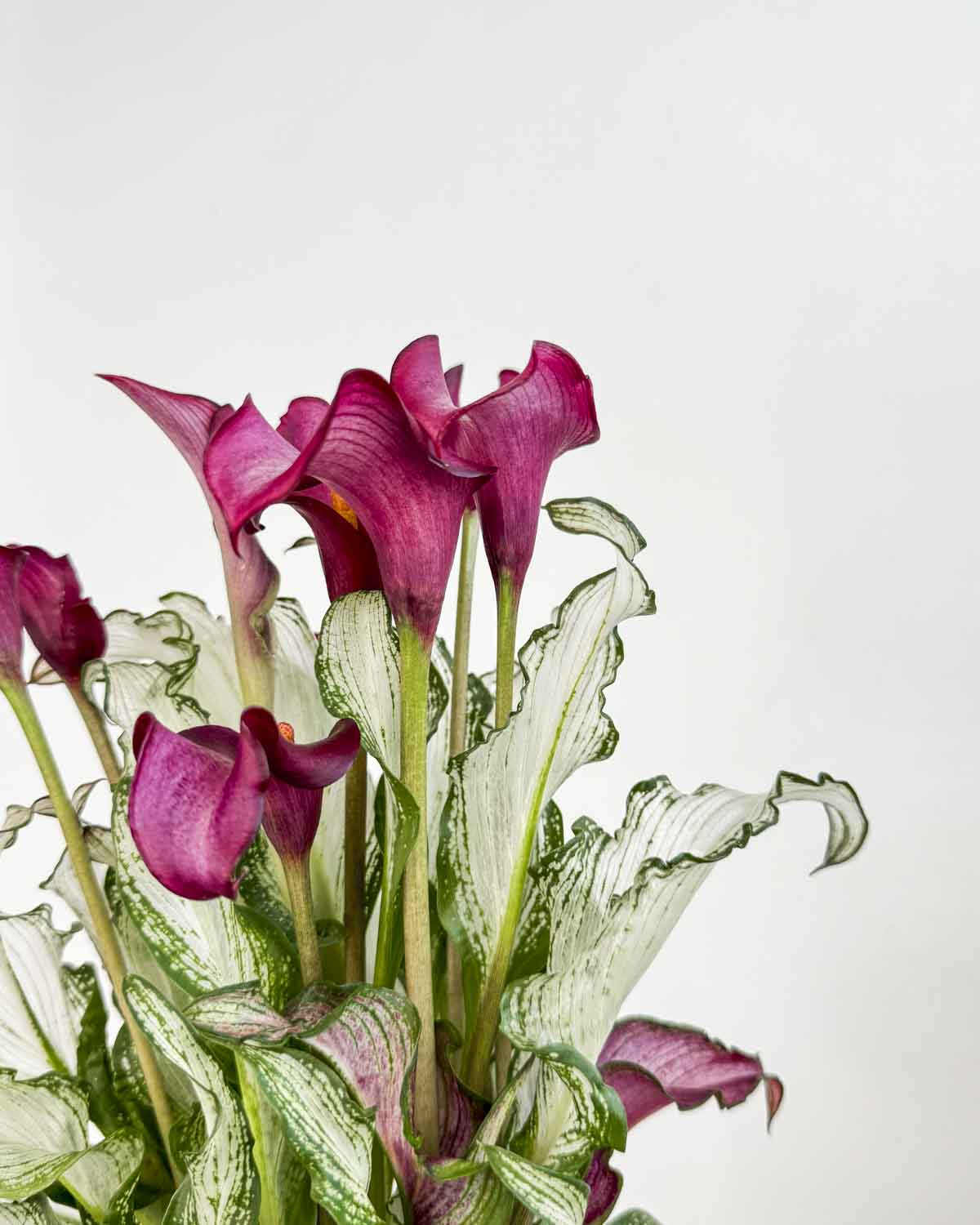 Kala 'Frozen Queen' (Zantedeschia) (M) - Džungla Plants