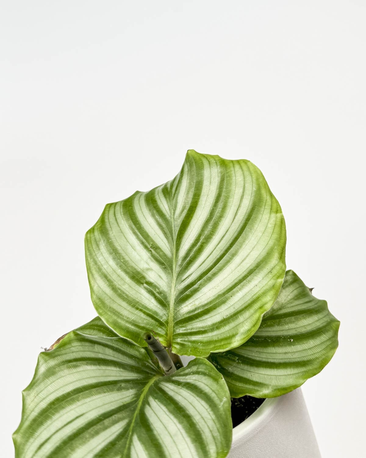 Kalateja orbifolia (Calathea) (M) - Džungla Plants