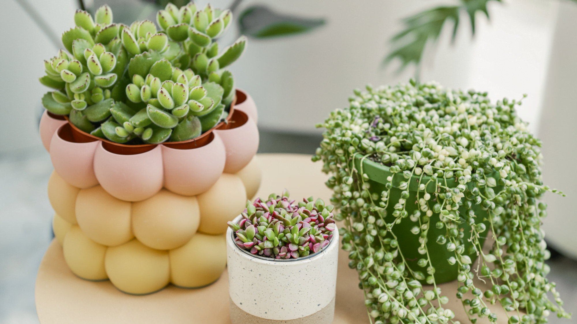 Vše o péči o sukulenty - Džungla Plants