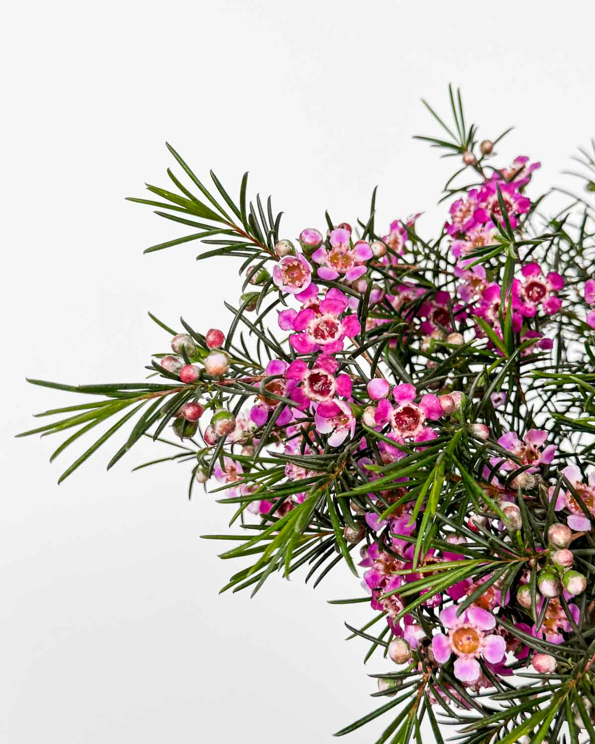 Voskový květ 'Violet Purple' (Chamelaucium uncinatum) (M) - Džungla Plants