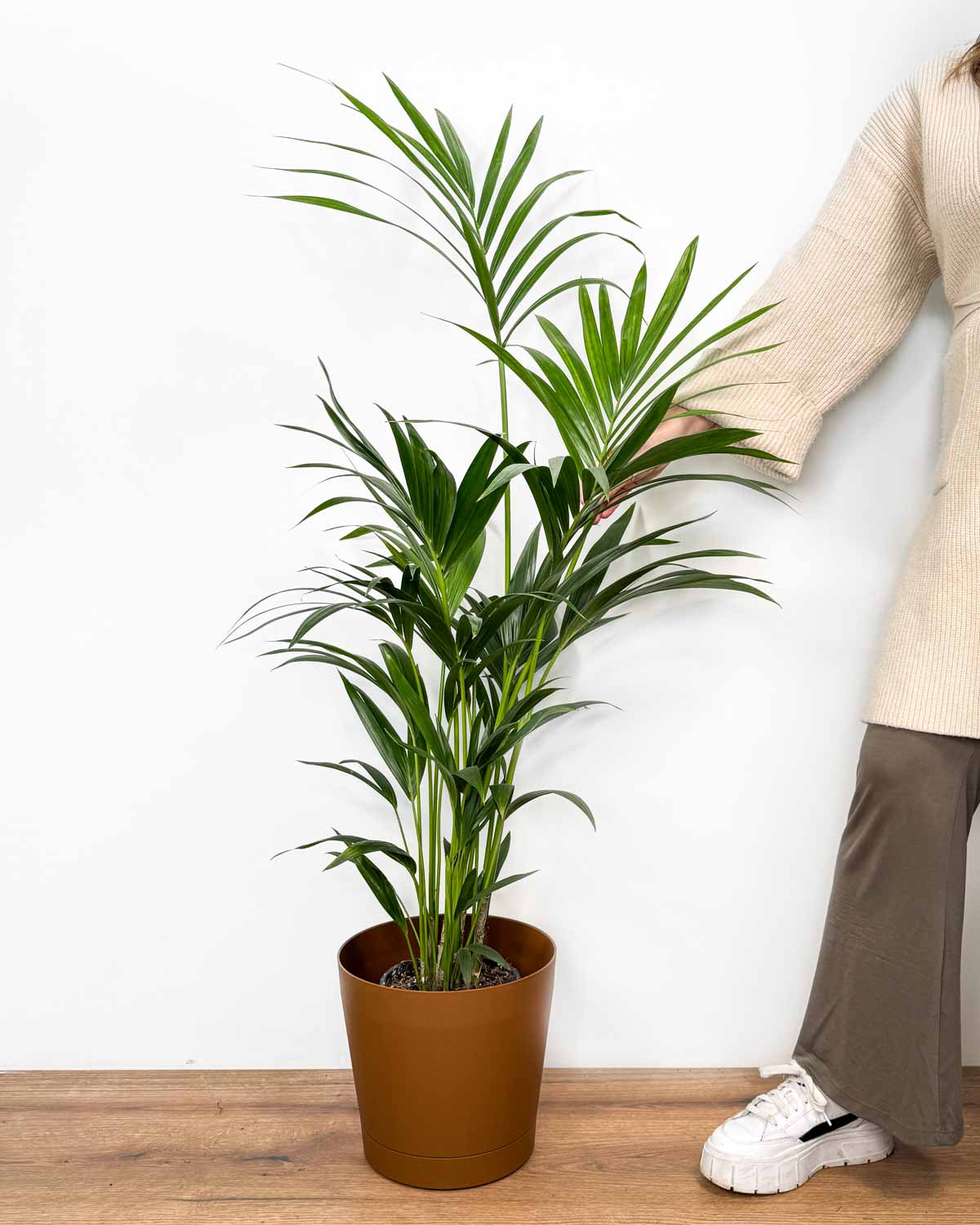 Rajská palma (Howea forsteriana) (XL) - Džungla Plants