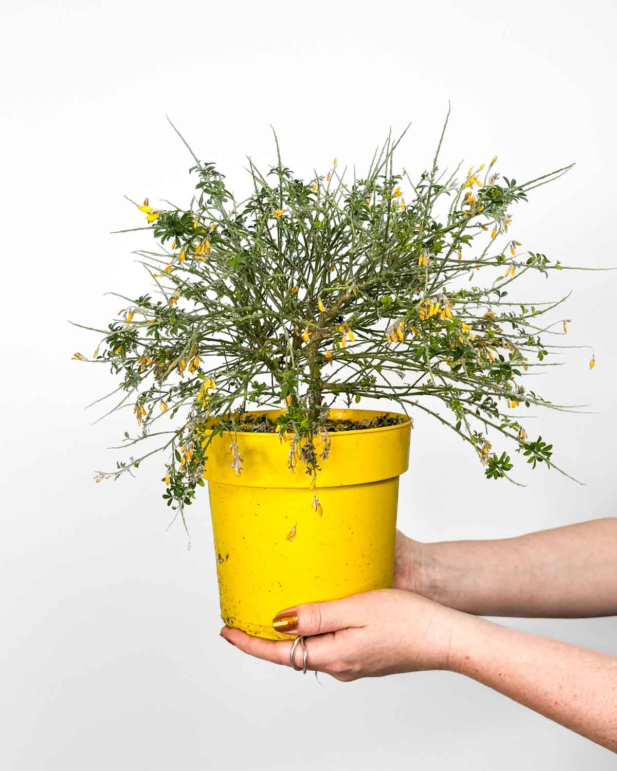 Janovec metlatý (Cytisus scoparius) (L) 'ZACHRAŇ MĚ' - Džungla Plants