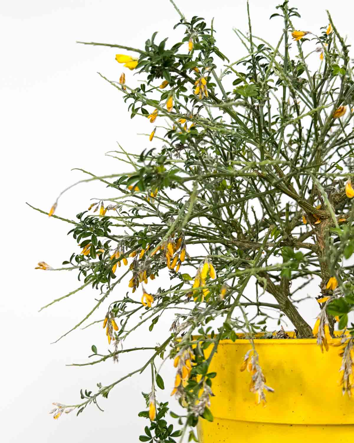 Janovec metlatý (Cytisus scoparius) (L) 'ZACHRAŇ MĚ' - Džungla Plants