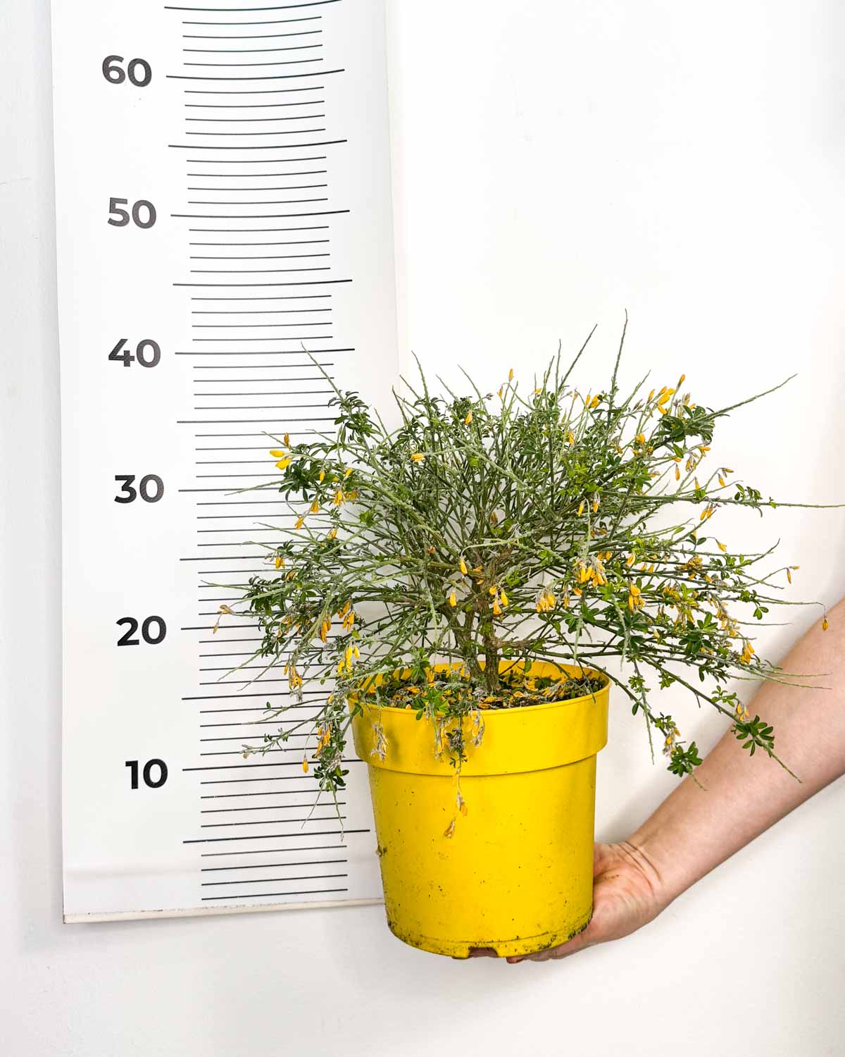 Janovec metlatý (Cytisus scoparius) (L) 'ZACHRAŇ MĚ' - Džungla Plants