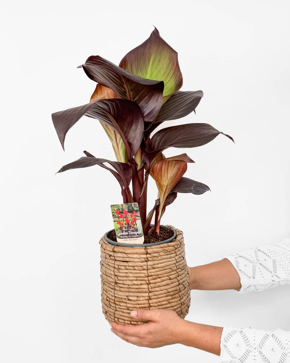Kana 'Red velvet' (Canna lilie) (L) - Džungla Plants