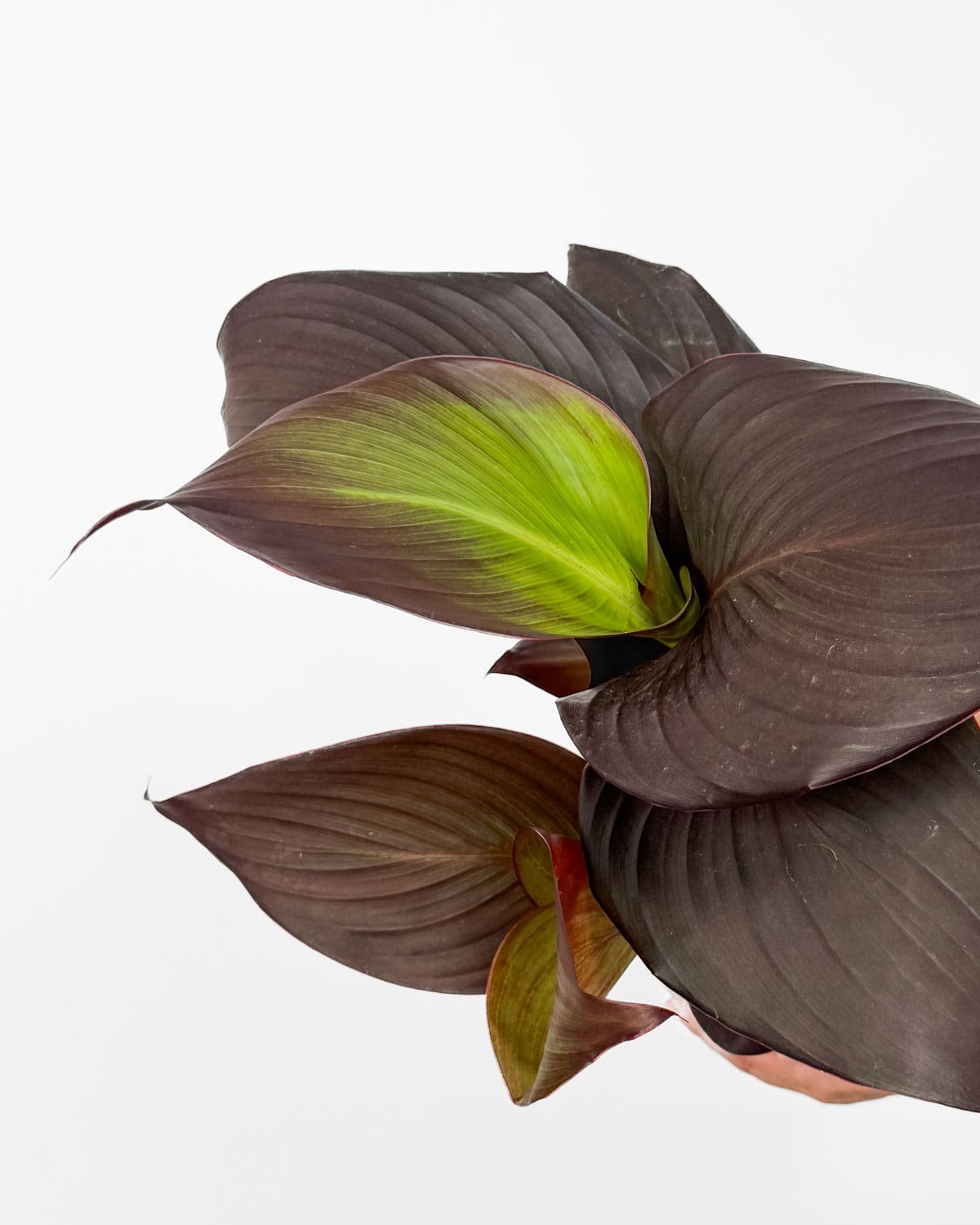Kana 'Red velvet' (Canna lilie) (L) - Džungla Plants