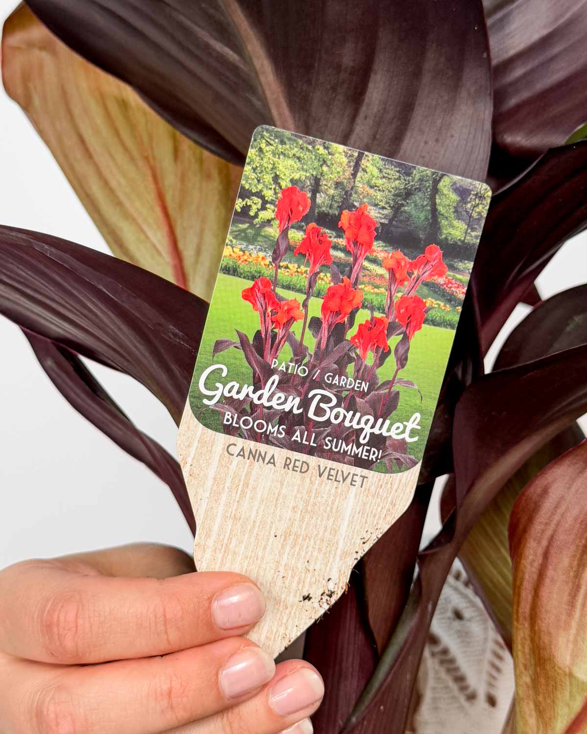 Kana 'Red velvet' (Canna lilie) (L) - Džungla Plants