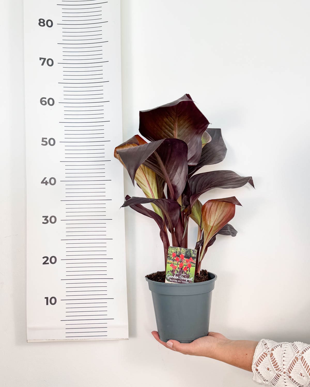 Kana 'Red velvet' (Canna lilie) (L) - Džungla Plants