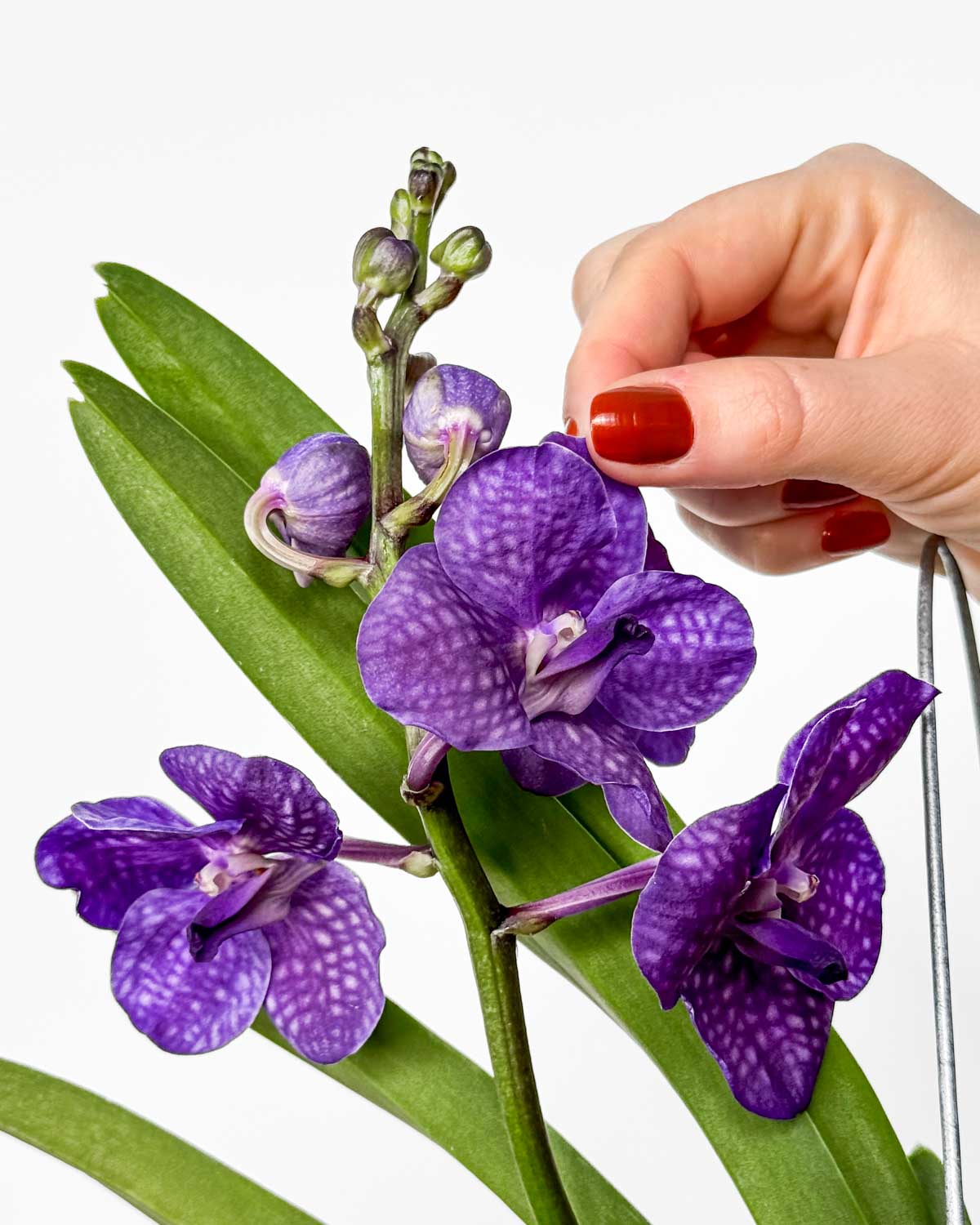 Orchidej Vanda - Fialová - Džungla Plants