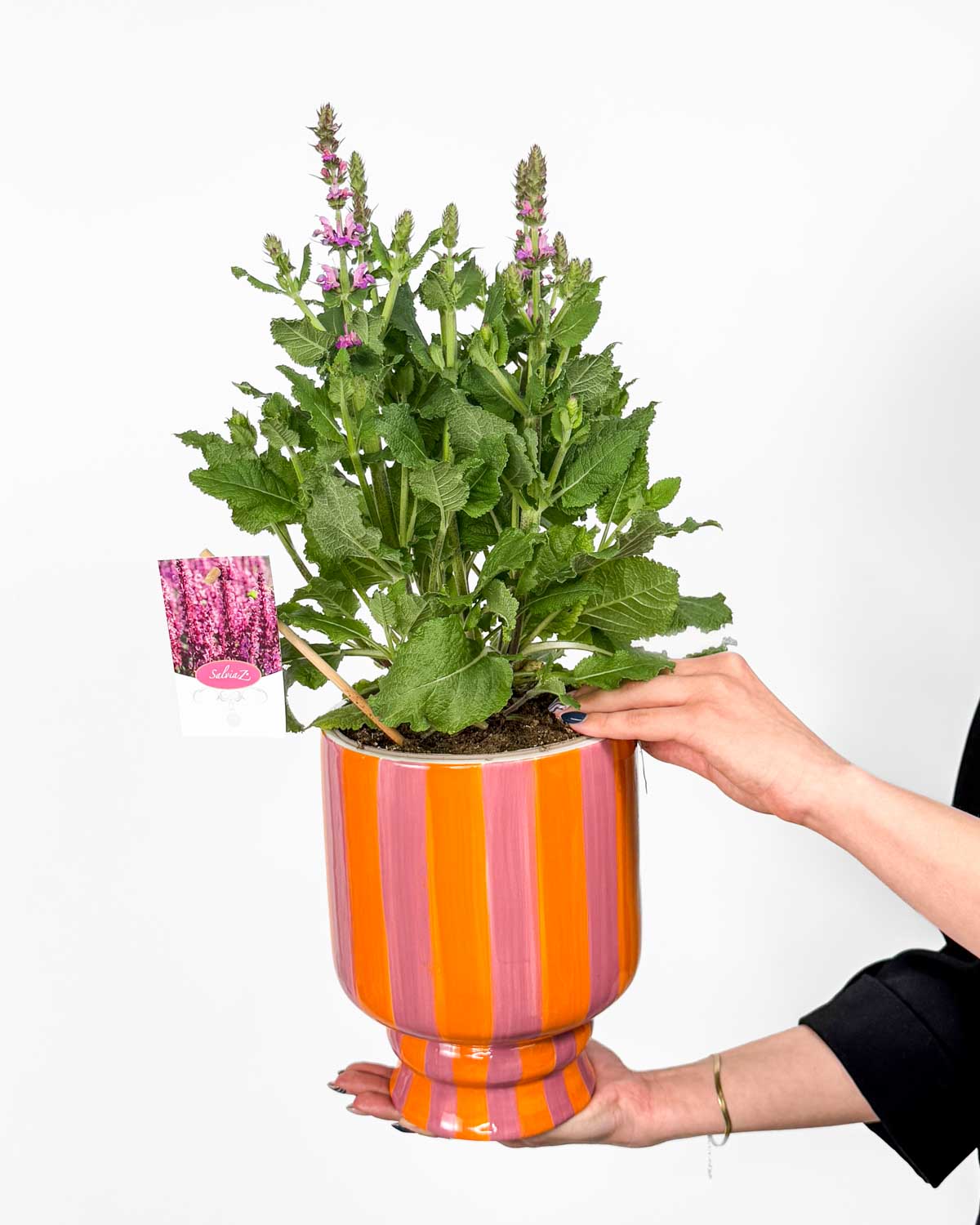 Podlesní šalvěj 'Rose Marvel' (Salvia Nemorosa) (L) - Džungla Plants