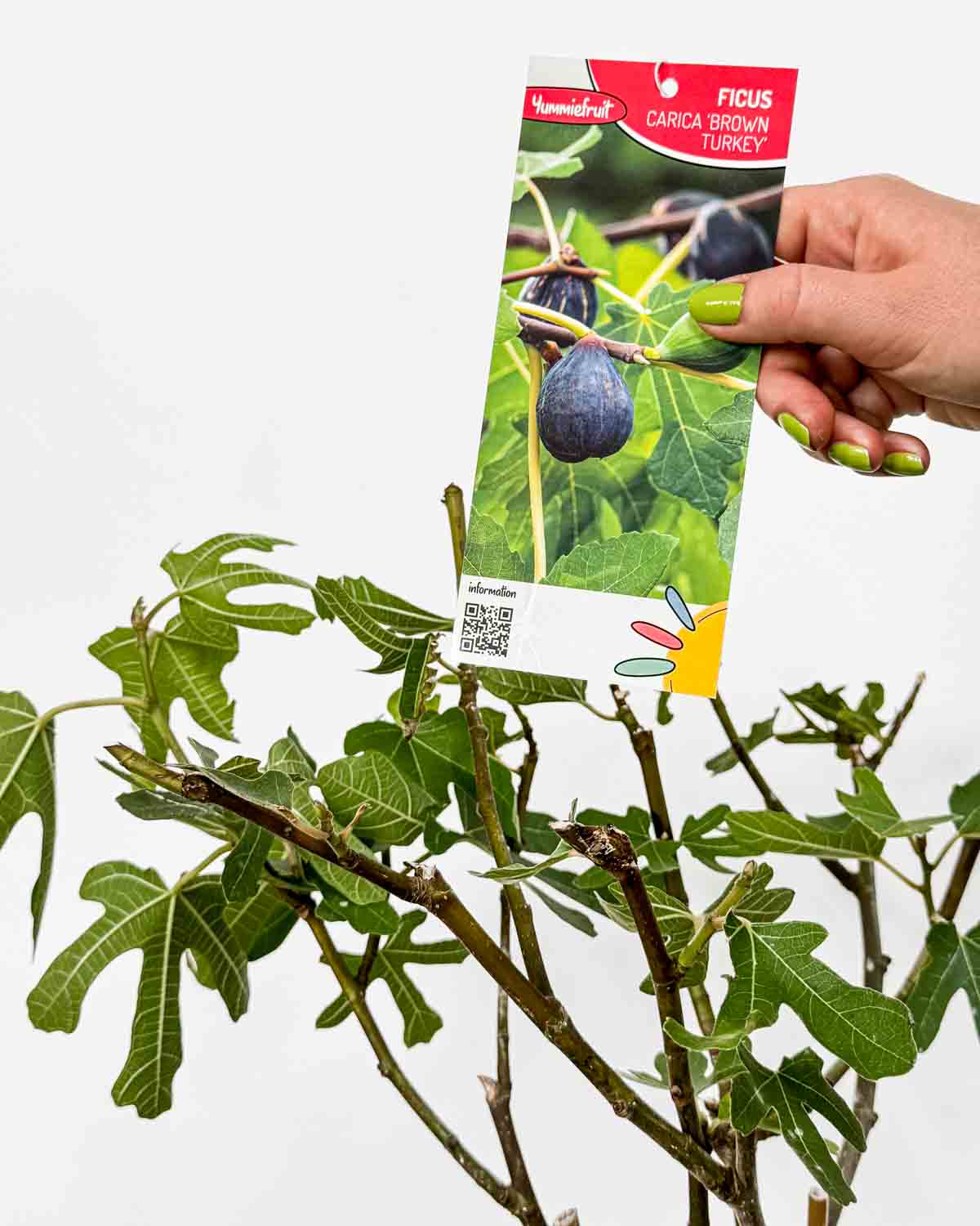 Fíkovník smokvoň (Ficus carica 'Brown Turkey') (L) - Džungla Plants